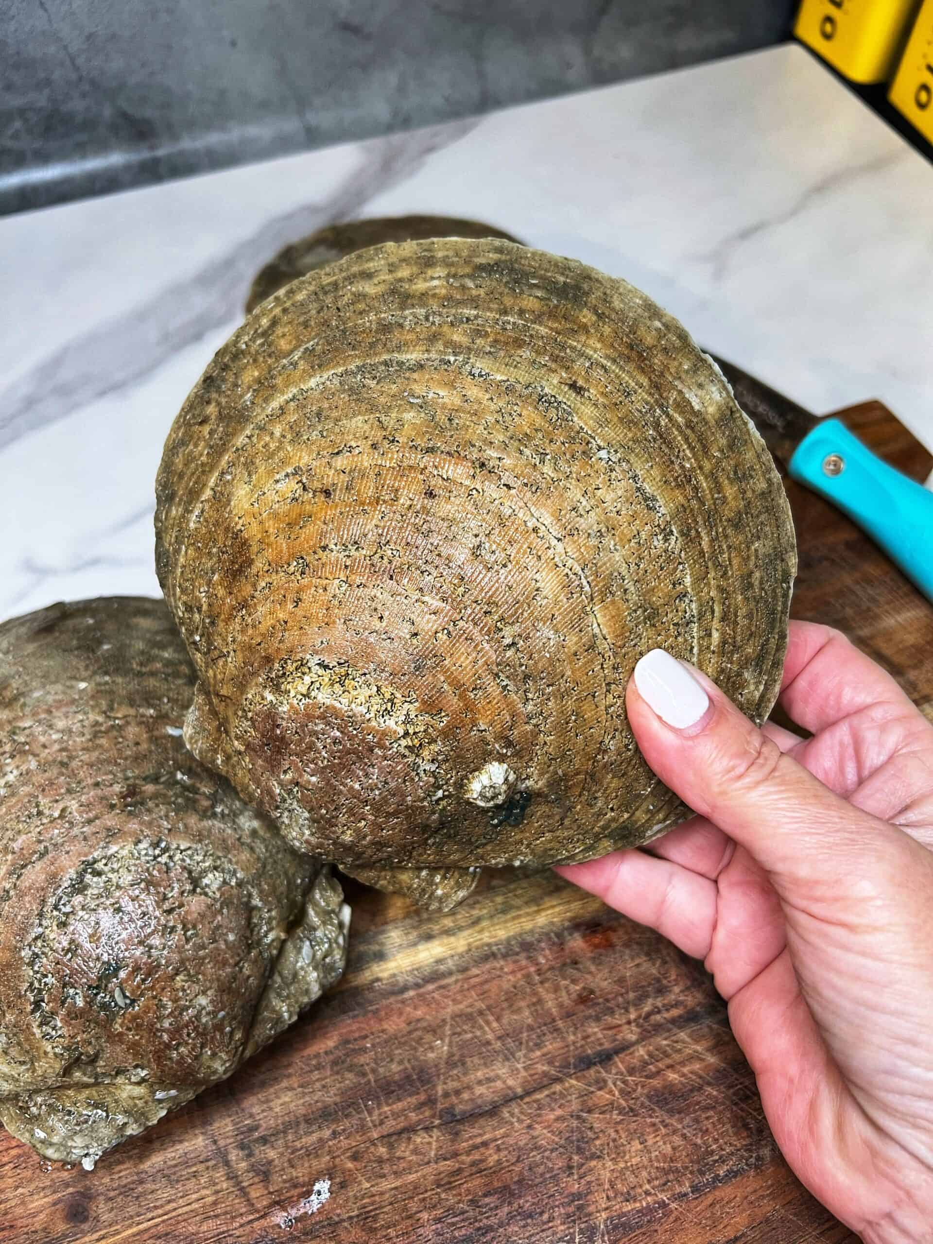 Guide to Live Scallops | Charlotte Fashion Plate