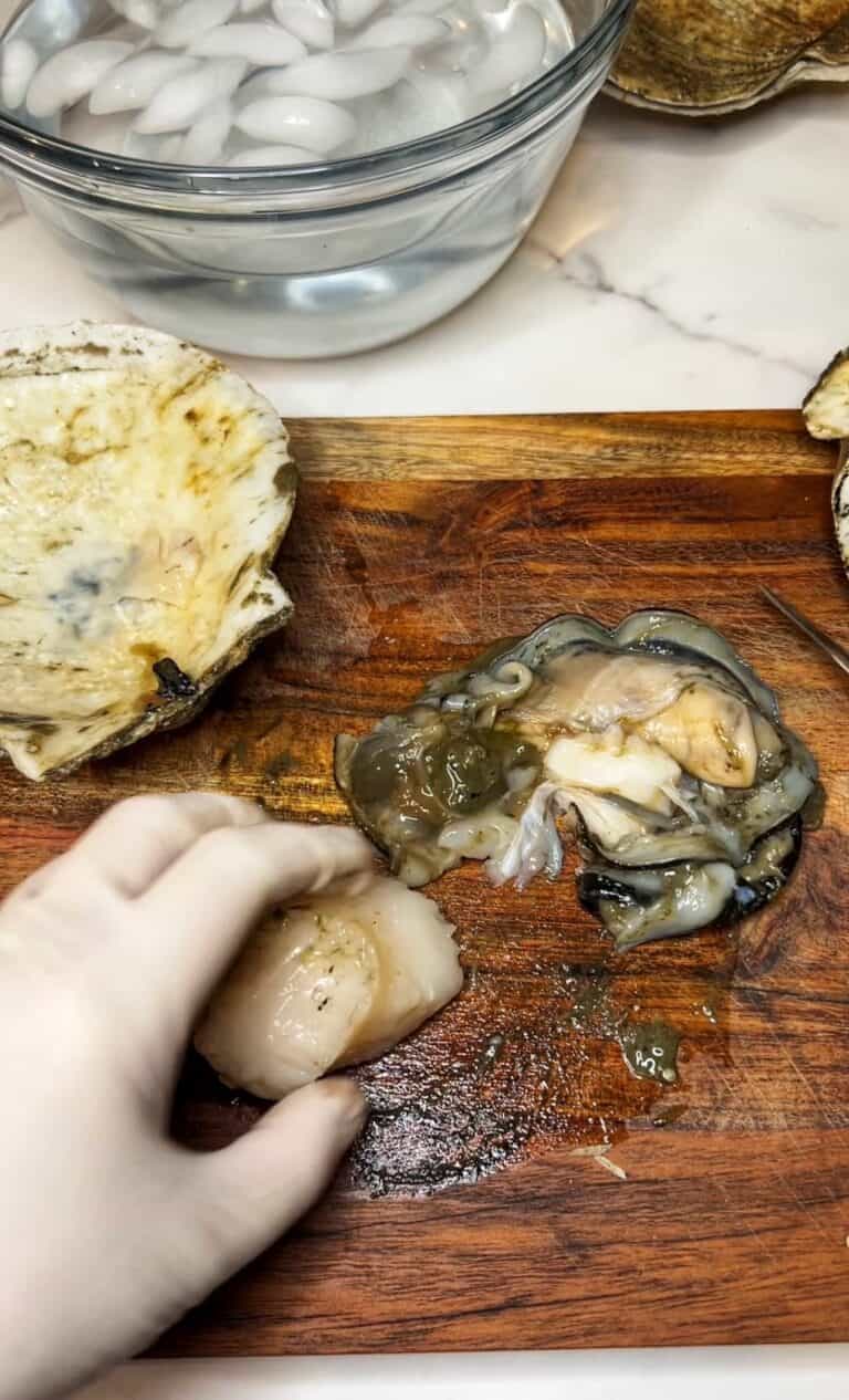 Guide to Live Scallops | Charlotte Fashion Plate